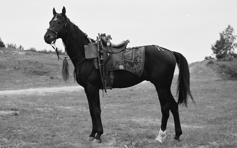 Bywaj, mój koński bracie