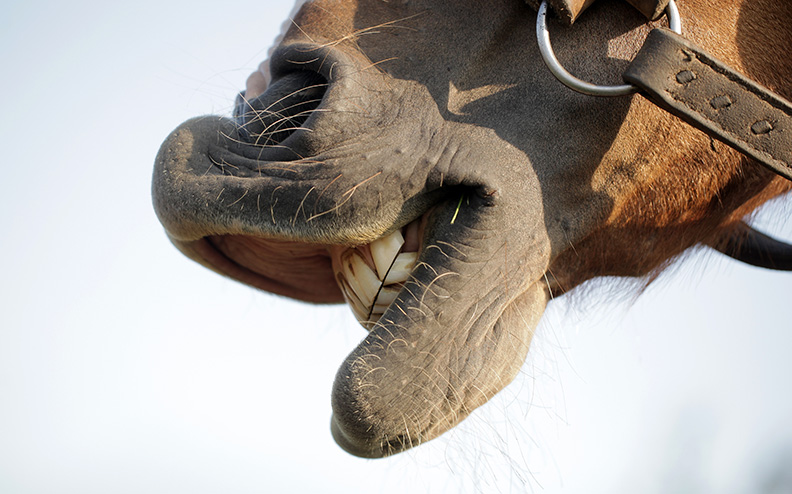 Jak dbać o końskie zęby?