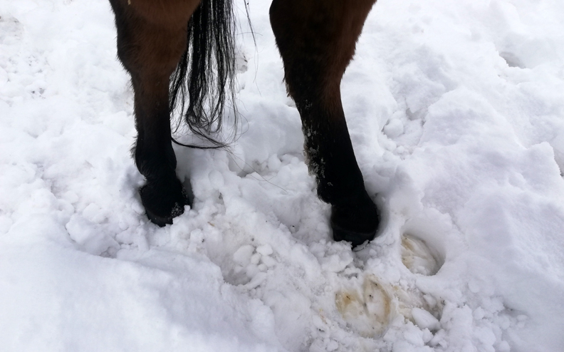 Gruda i śnieg – jak zabezpieczyć konia?