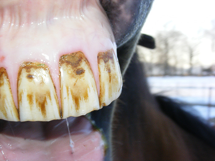 Jak dbać o końskie zęby?